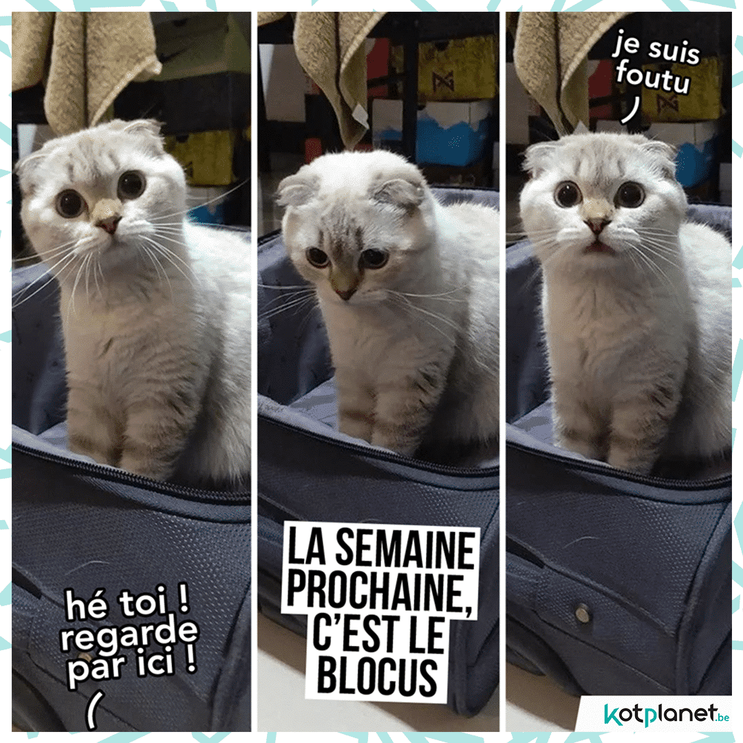 5 memes qui vont te rappeler que le blocus approche